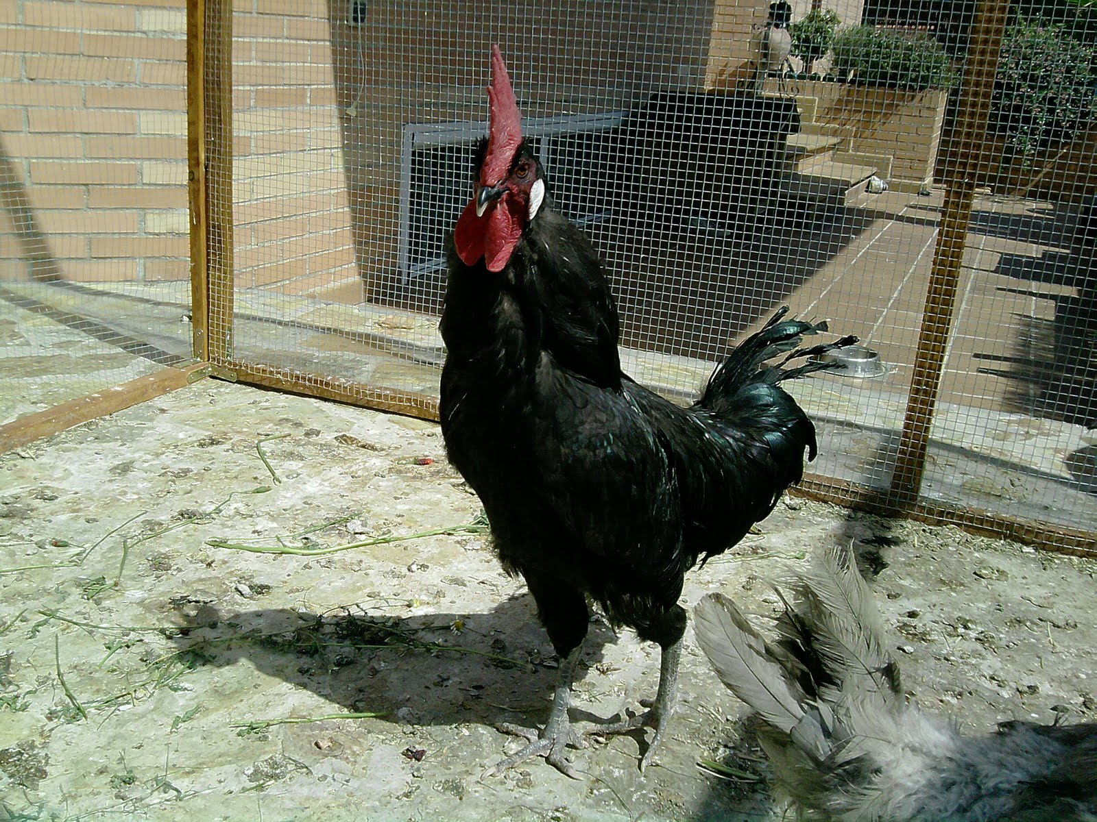 El Corral de Xaina: Mis Gallinas